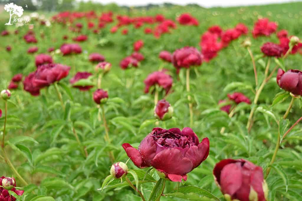 Peony Field Tour, Swenson Gardens - Lora Bloomquist~Create & Ponder