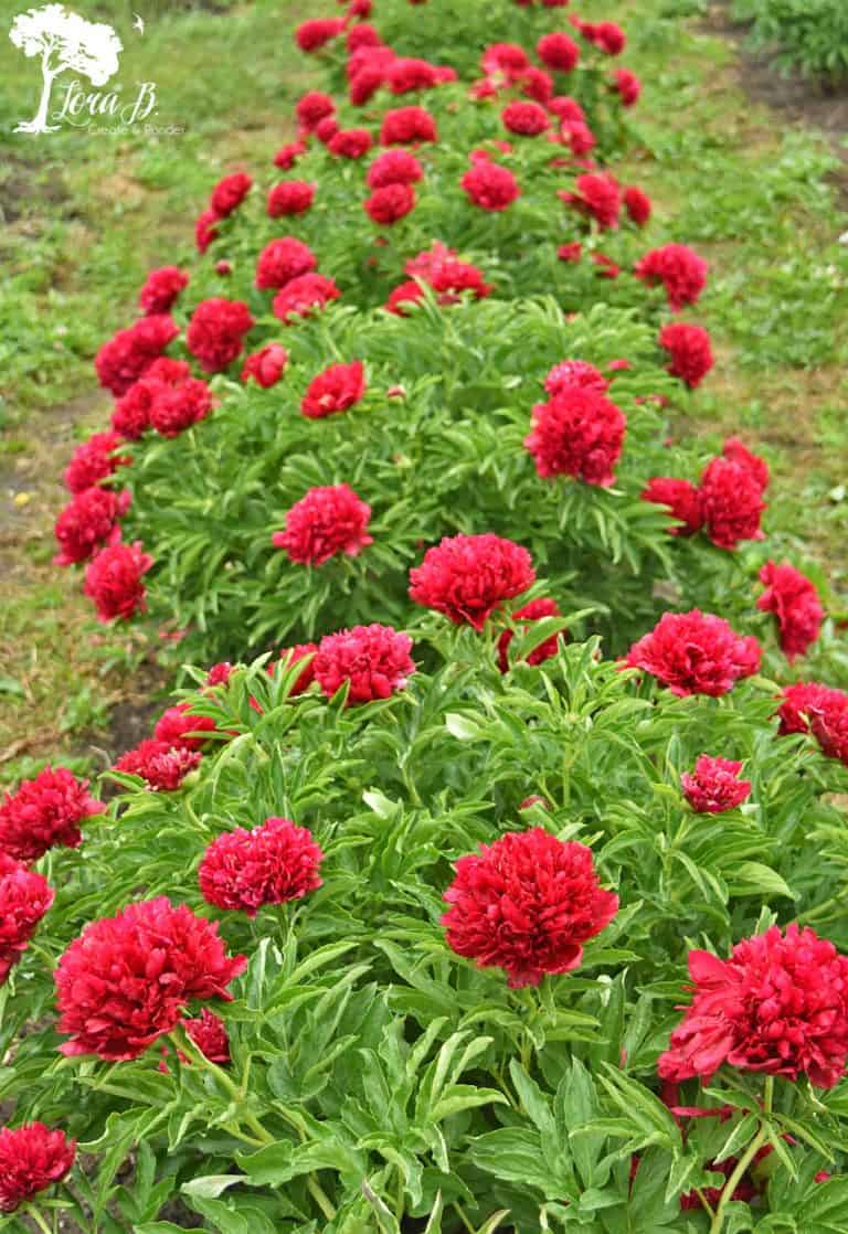 Peony Field Tour, Swenson Gardens - Lora Bloomquist~Create & Ponder